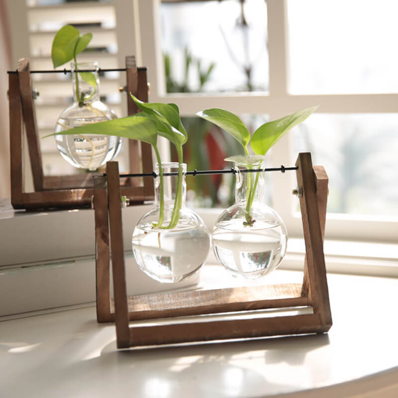 MOREUSHOP | Hydroponic Plant Glass Vase – Moreushop®
